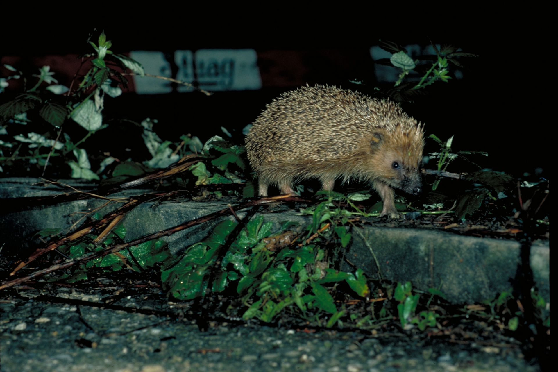 Der Igel ist unser Tier des Jahres 2026: Anouk-Lisa Taucher & Madeleine ...